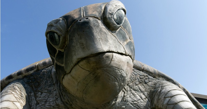 People Are Freaking Out After A Giant Turtle Emerged From The Sea On A ...
