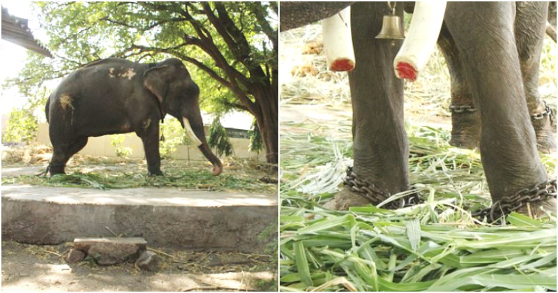 This 63 YO Elephant Has Been Held Captive For The Past 50 Years, In ...