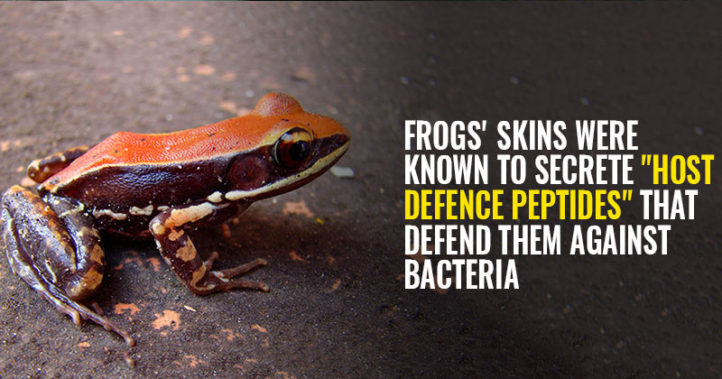 The Mucus From The Skin Of This Indian Frog Can Prevent the Next Flu ...