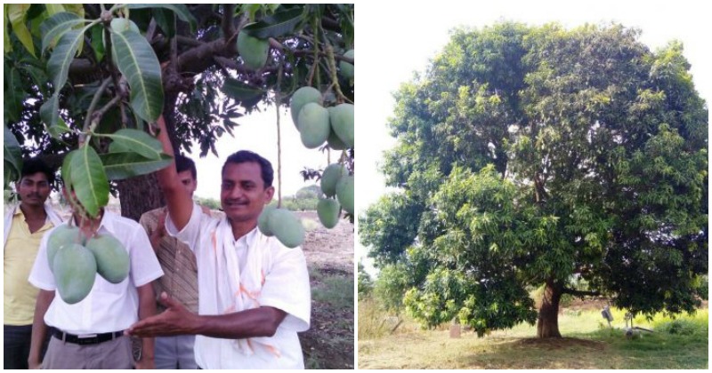 An Engineer-Turned-Farmer Grew 51 Types Of Mangoes On One Tree To Save ...