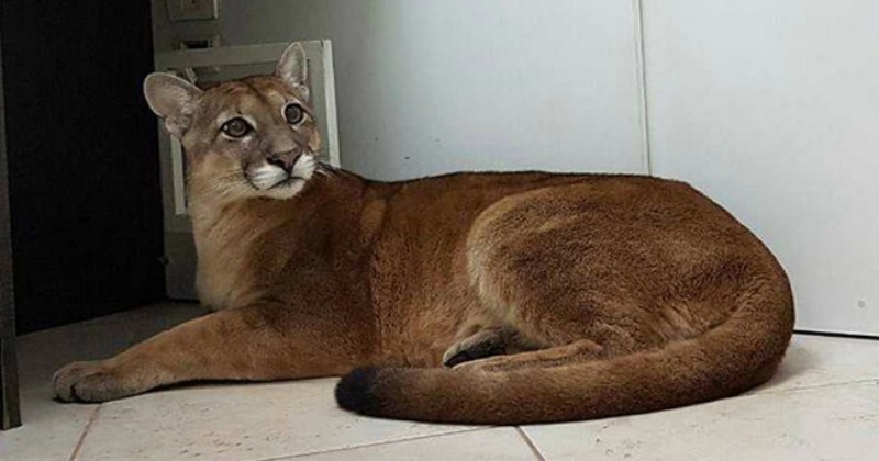 Not A Dog Or Cat, Employees Find A Menacing Puma Resting Under A Desk ...