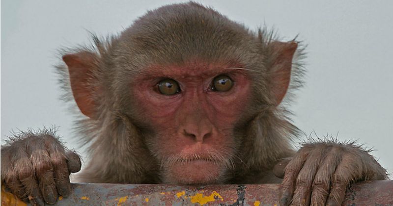 Man Held For Beating Monkey To Death After Video Goes Viral