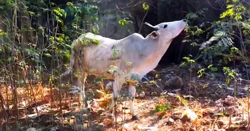 The Cow Is POTY - 'Personality Of The Year'