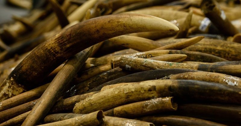 China, Once The Biggest Illegal Market, Has Finally Banned Ivory Trade ...
