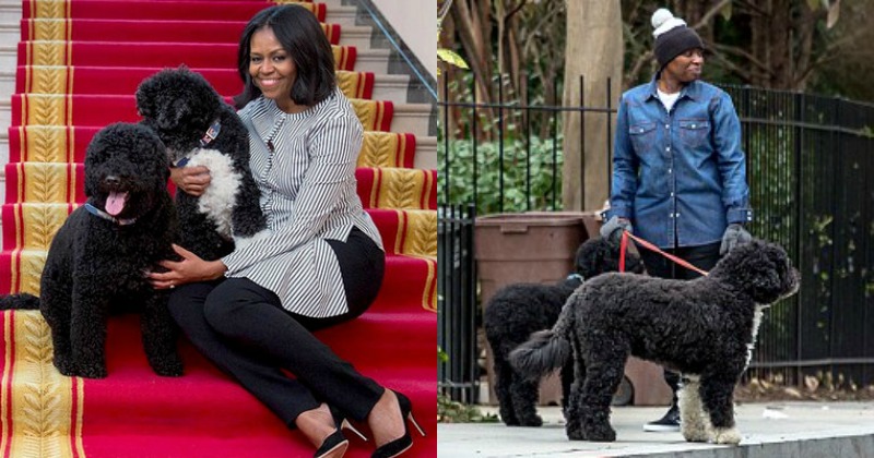 From Posh White House To New D.C. Home, Here's What Former First Dogs ...