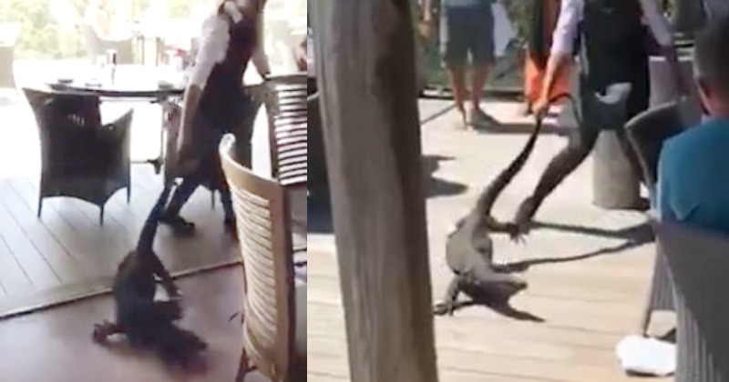Brave Waitress Drags A Gigantic Lizard Outside An Australian Restaurant ...