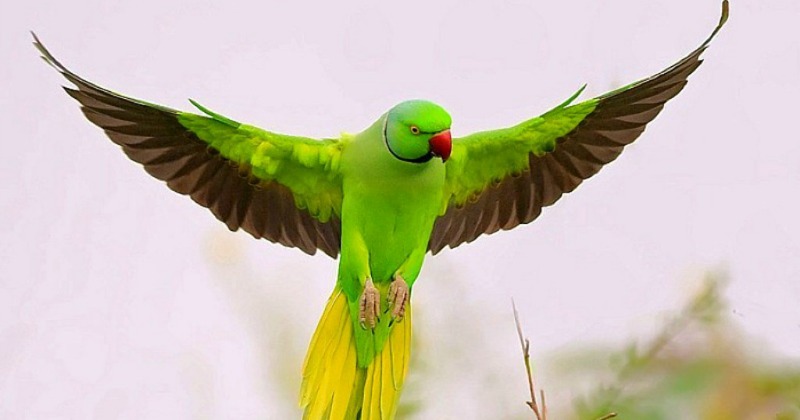 This Bihar Woman Is Offering Rs. 25,000 Reward To Anyone Who Brings ...