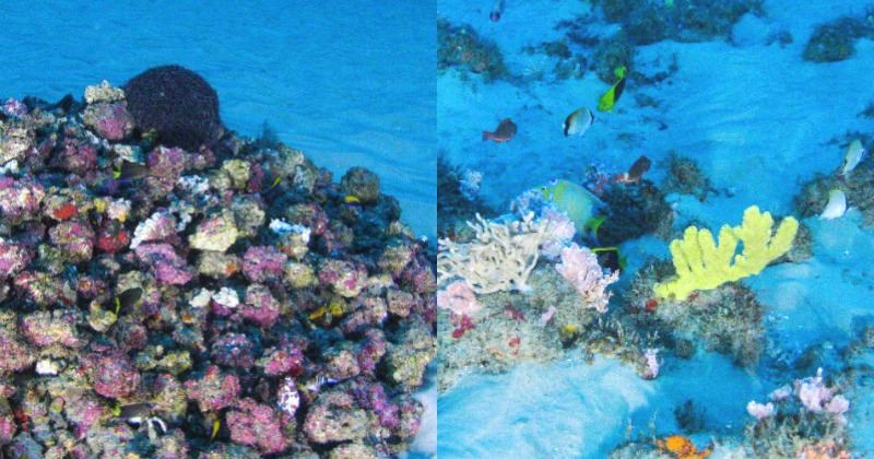 These Stunning Pictures Of The Newly Discovered Amazon Reef Cannot Be ...