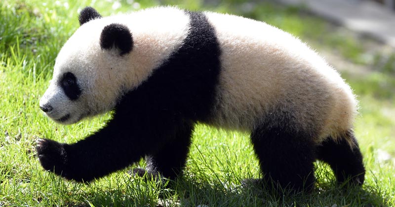 4-Year-Old Giant Panda Bao Bao, Who Was Born In Washington Zoo, Is Now ...
