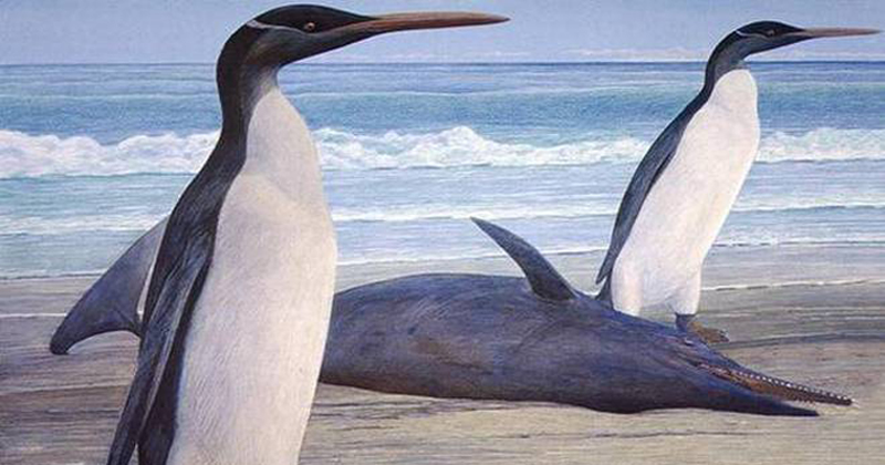 Giant Penguins Shared The Earth With Dinosaurs Millions Of Years Ago!