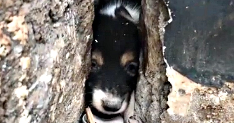 This Video Shows How A Puppy Trapped Between Two Walls For Three Days ...