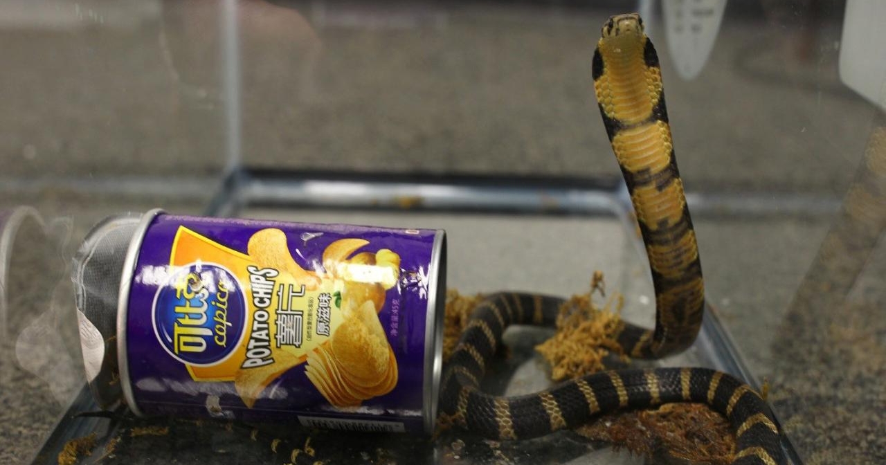 Man Tries To Smuggle In Highly Venomous Snakes Hidden In Potato Can ...