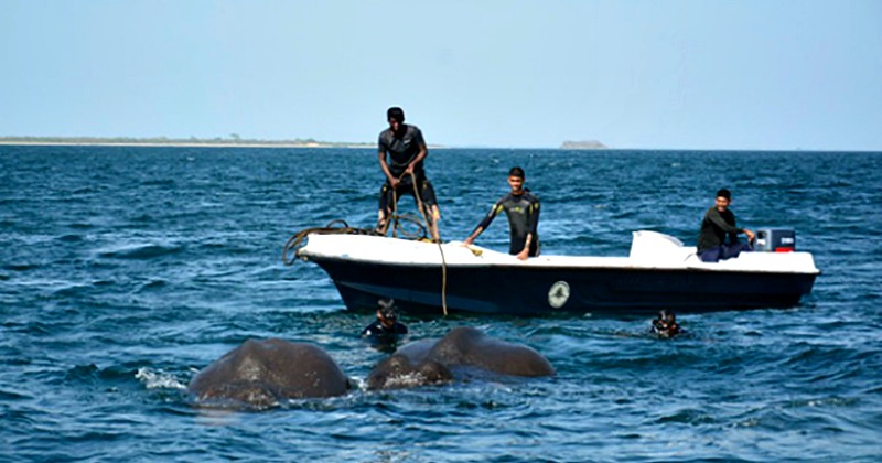 Sri Lankan Navy Saves Two Elephants From Drowning After They Were Swept ...