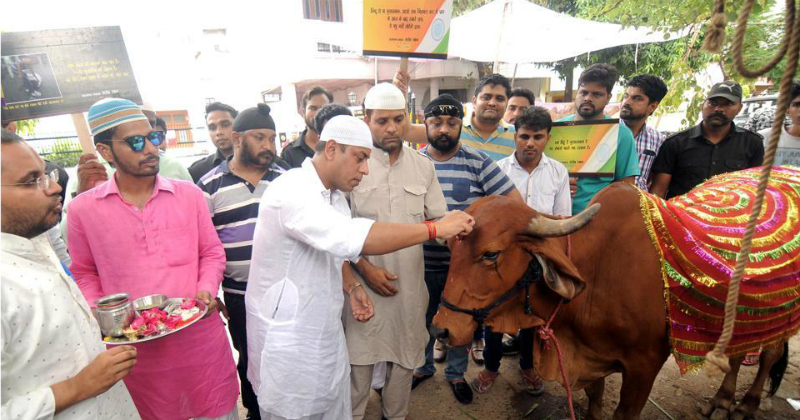 Muslim Filmmaker Adopts A Cow & Calf, Urges Gau Rakshaks To Adopt Stray ...
