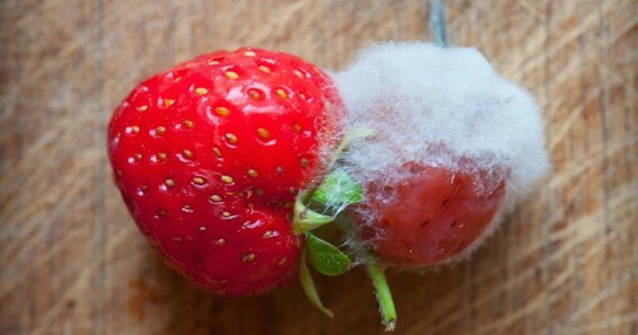 You Will Think Twice Before Leaving Food Outside After Seeing This Food ...