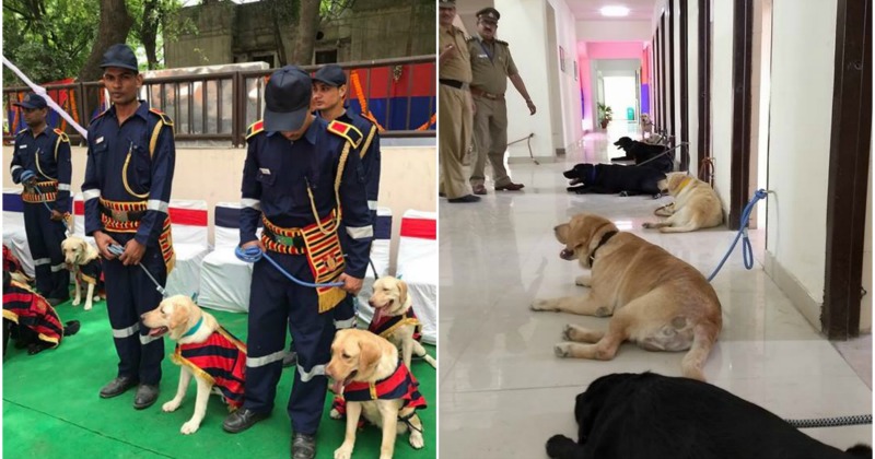 Delhi Police's Canine Brigade Gets A New Home, Guard Of Honour Gives ...