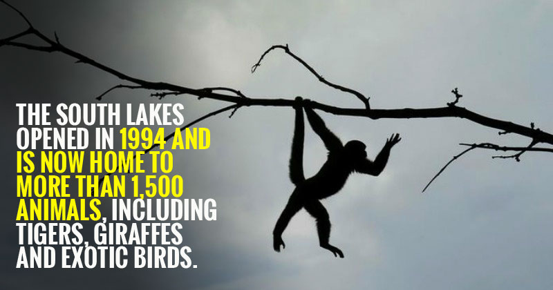 Almost 500 animals Have Died At British Zoo Where A Monkey Was Found ...