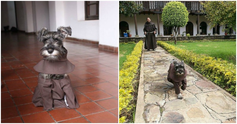 Meet Friar Moustache, A Cute Little Stray Dog Who Is Now Living His ...