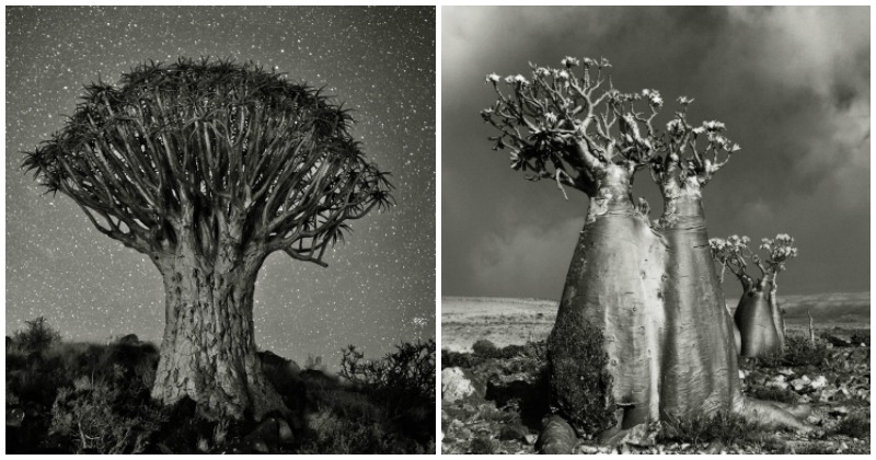 Artist Spends 14 Years Photographing The Oldest Trees In The World And ...