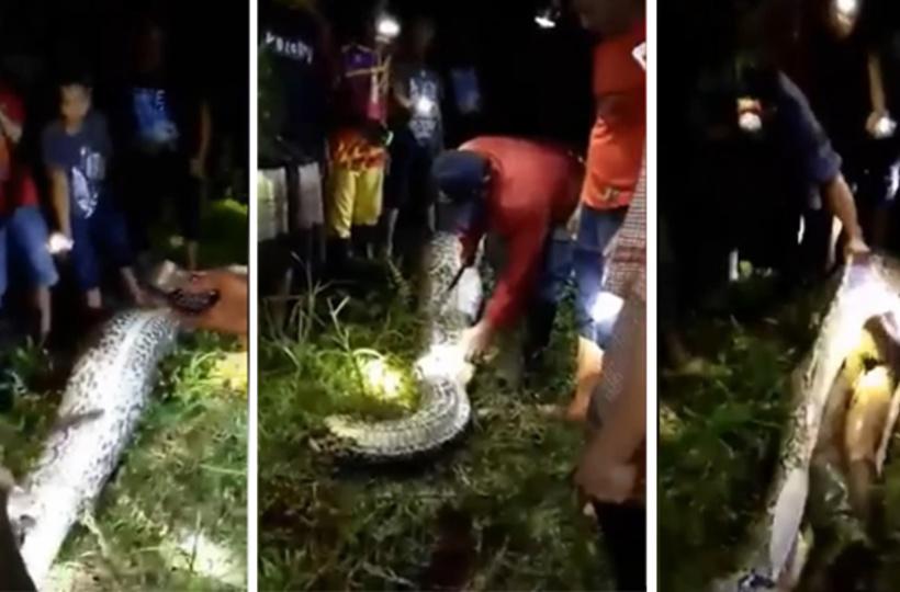 Snake Eats Man Alive