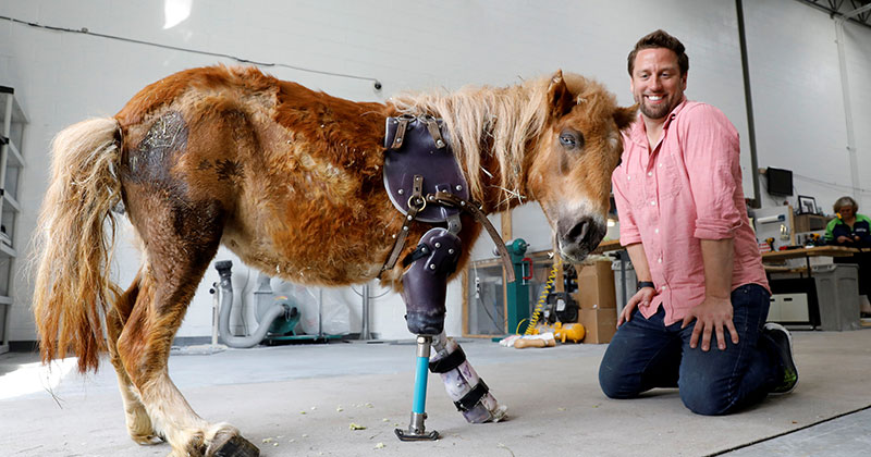 13 Pictures Of Animals With Amputation Who Got A Chance To Walk Once Again