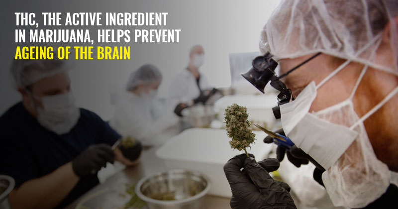 A Low Dose Of Marijuana Treatment Has Been Found To Prevent Memory Loss ...