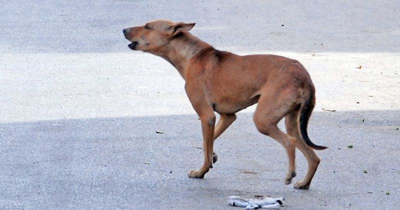 Hyderabad Culling Dogs Ahead Of Ivanka's Visit, Aadhaar-Air Ticket ...