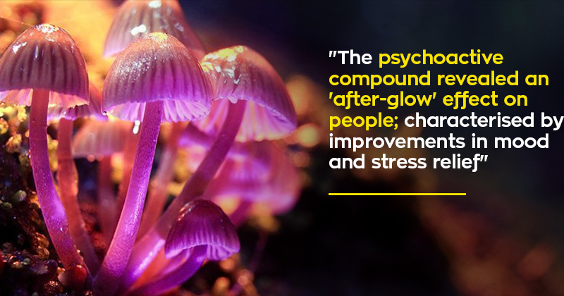 A Psychoactive Compound In Magic Mushrooms Can ‘Reset’ Your Brain And ...