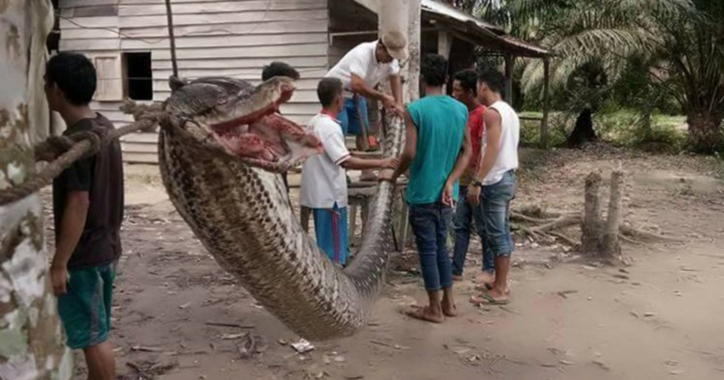 A Fight To The Finish - Man Overpowers A 23 Ft Python In Indonesia ... A Fight To The Finish - Man Overpowers A 23 Ft Python In Indonesia ...