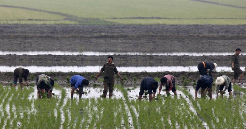 Chinese Scientists Discover New Saltwater Rice Strain That Could Feed ...