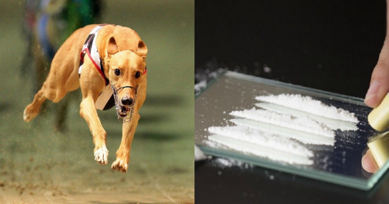 This Is Another Level Of Doping - Greyhound Tests Positive For Cocaine ...