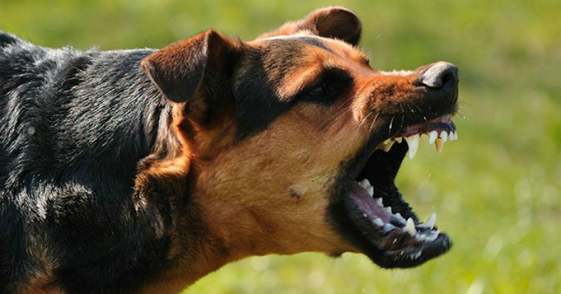 Worker Gets Attacked By Angry Dogs, After Owner Shockingly Locks Him In ...