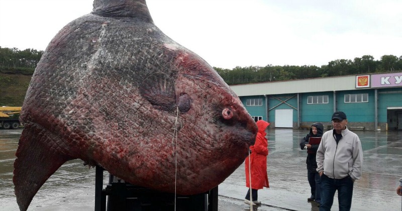 Russian Fishermen Haul Up A Gargantuan 1-Ton Ocean Sunfish & It Is The ...