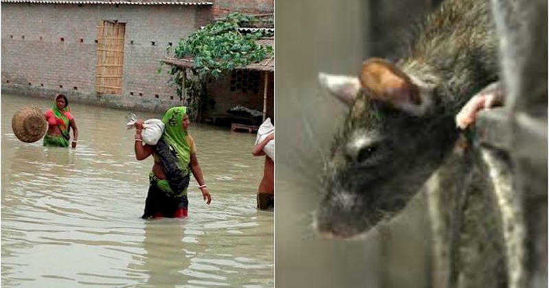 Not Just Missing Alcohol, Now Two Bihar Ministers Are Blaming Rats For ...