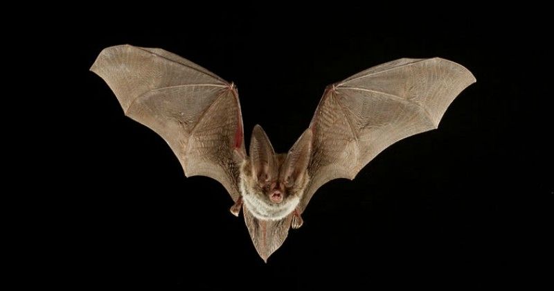 A Rare Species Of Bats Could Be Seen In Delhi These Days, Scientists ...