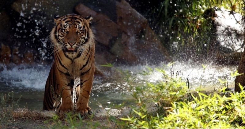 Villagers In UP Beat Another Tiger To Death