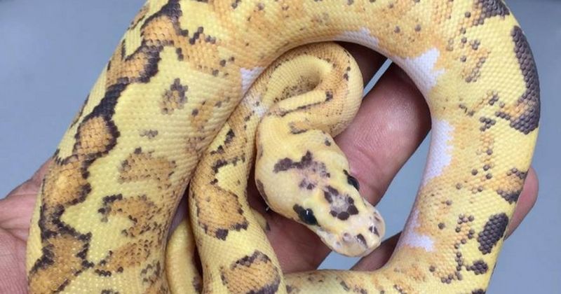 Wildlife SOS Rescues 5-Foot-Long Royal Snake From An Air Cooler In ...