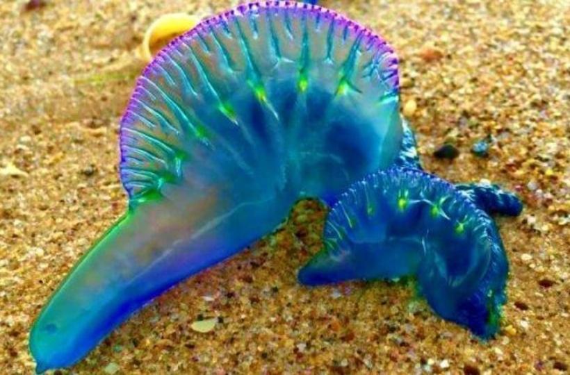 Blue Bottle Jellyfish