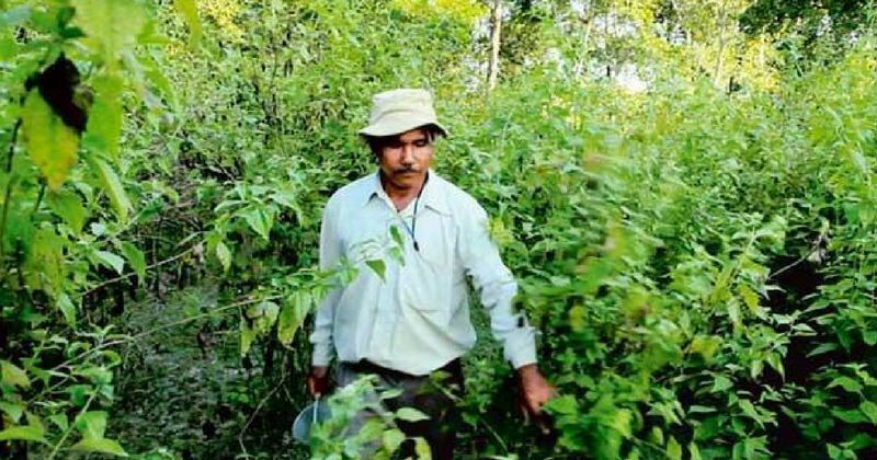 This Guy Planted A Tree Every Day On A Desolate Island For 40 years, It ...