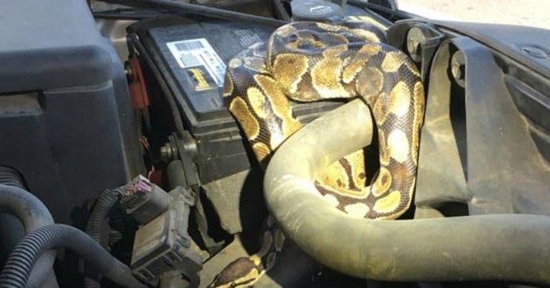 Python Found Under Hood Of An SUV That Was 'Running Strangely'