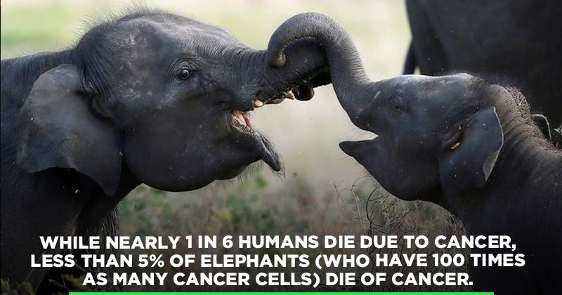 The Gene That Protects Elephants From Cancer May Help Treat Humans In ...