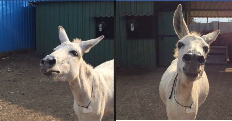 India’s Singing Donkey Emily Is Giving Ireland’s Harriet A Tough ...