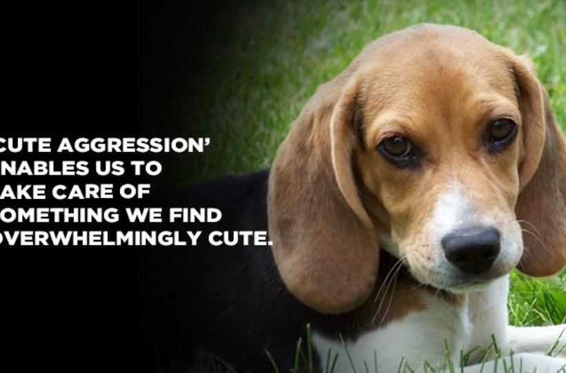 Cute aggression: Các cute aggression biểu hiện của cảm xúc và cách kiểm ...