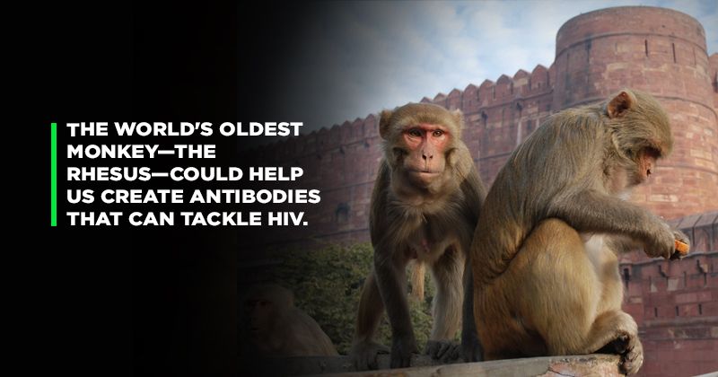 The World’s Oldest Monkey Can Help Us Fight HIV
