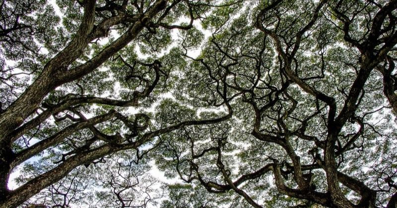 Have You Seen How Trees Grow Closely Without Touching? That's Because ...