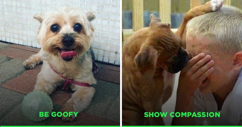 11 Important Life Lessons We Can Learn From Animals