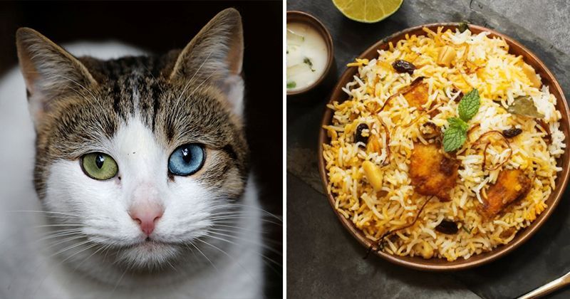 Chennai Police Rescue 12 Cats That Were To Be Served With Biryani As ...
