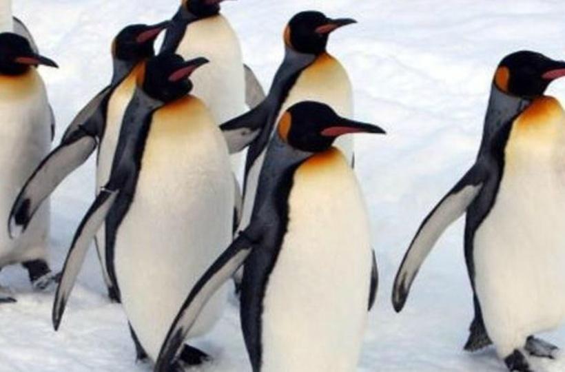 North Pole Penguins