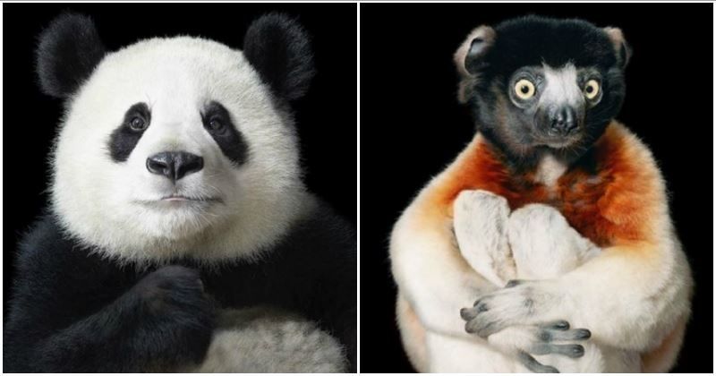 This Photographer's 'More Than Human' Portraits Of Endangered Animals ...
