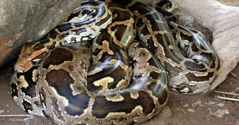 Kerala Man's Python Barbecue Plan Fails As He Forgets The Reptile On ...